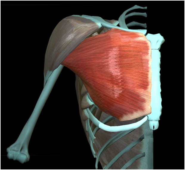 Muscle Grand Pectoral – Le blog de Lucas P.